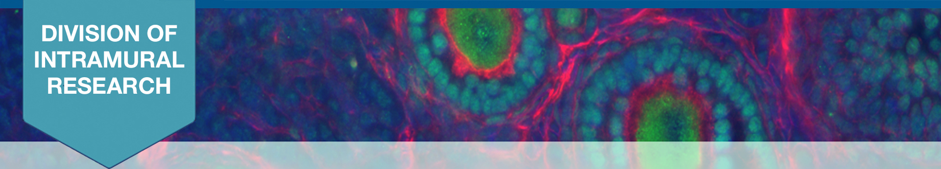 Todd Macfarlan Lab: Section on Mammalian Development and Evolution ...