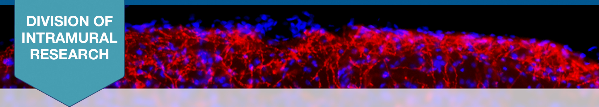 Timothy Petros Lab: Section on Cellular and Molecular Neurodevelopment ...