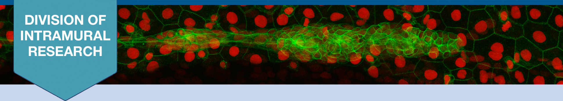 Ajay Chitnis Lab: Section on Neural Developmental Dynamics | NICHD ...