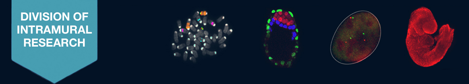 Pedro Rocha Lab: Unit On Genome Structure and Regulation | NICHD ...