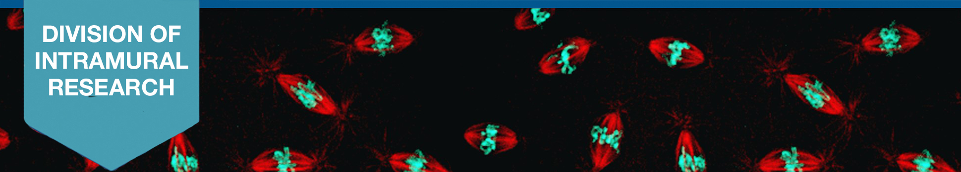 Leah Rosin Lab: Unit on Chromosome Dynamics | NICHD - Eunice Kennedy ...