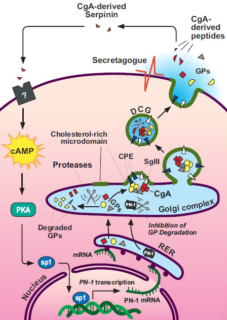 Secretory Granule Biogenesis - Y. Peng Loh Lab | NICHD - Eunice Kennedy ... Secretory Granule Biogenesis - Y. Peng Loh Lab | NICHD - Eunice Kennedy ...