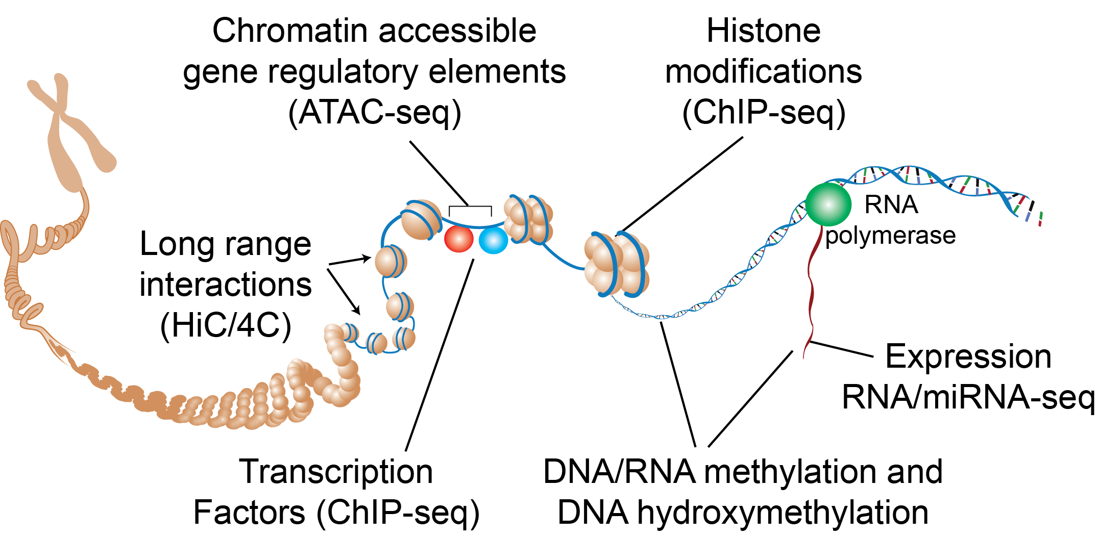 Research - Timothy Petros Lab | NICHD - Eunice Kennedy Shriver National ...